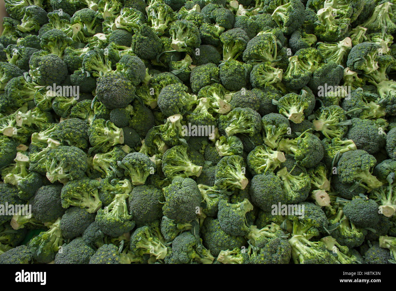 Very large group of fresh green broccoli Stock Photo - Alamy
