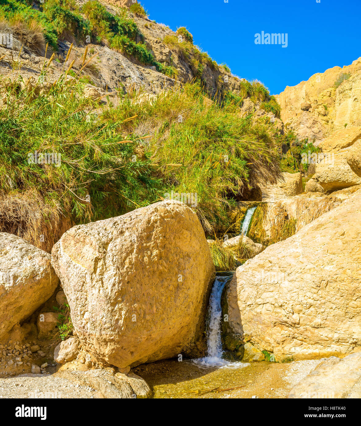 The Ein Gedi oasis brings life in the Judean desert, Israel Stock Photo ...