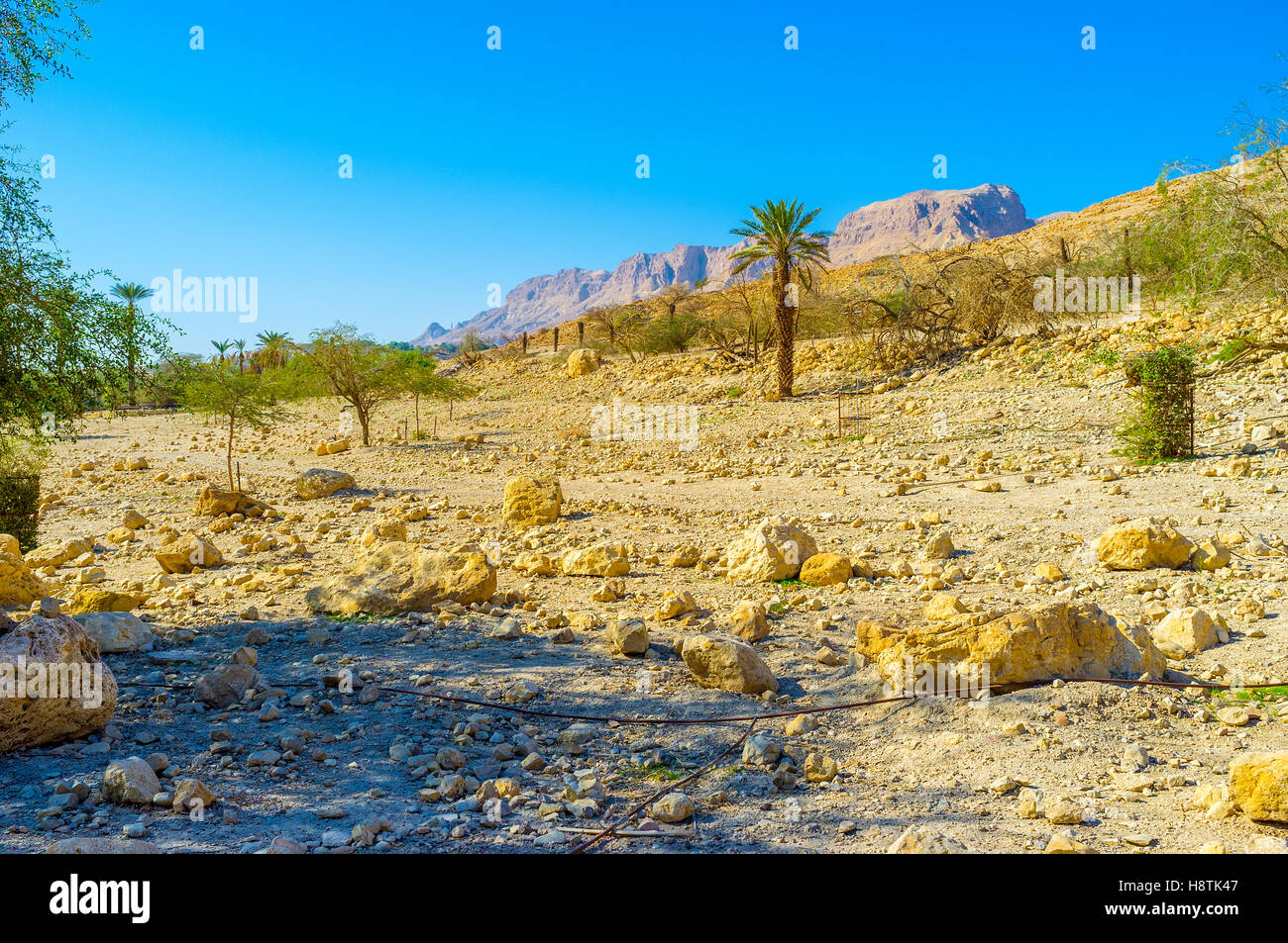 The dry soil of Judean desert with the poor vegetation next to Ein Gedi ...