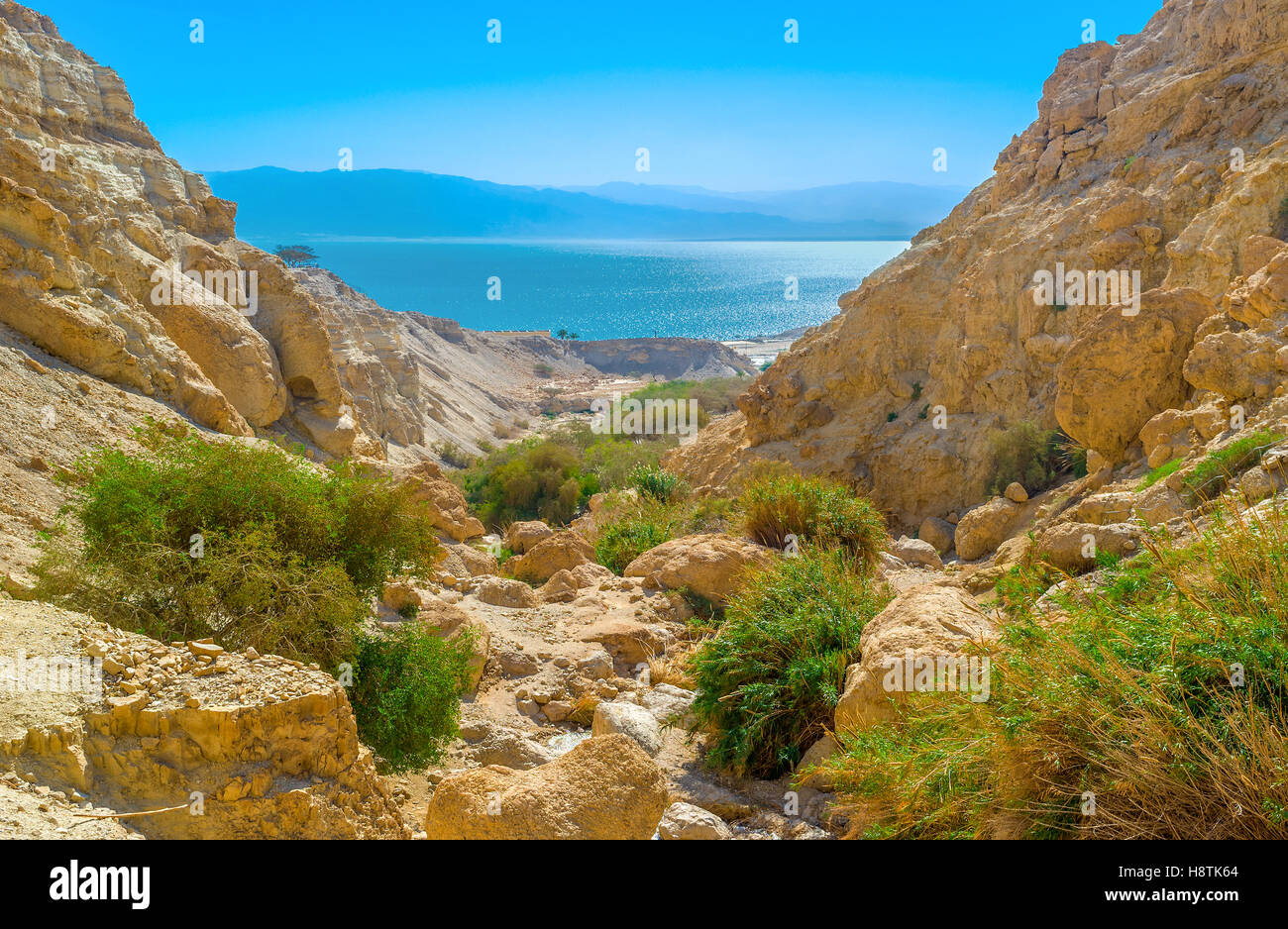 The green oasis in gorge among the Judean desert with the Dead Sea on ...