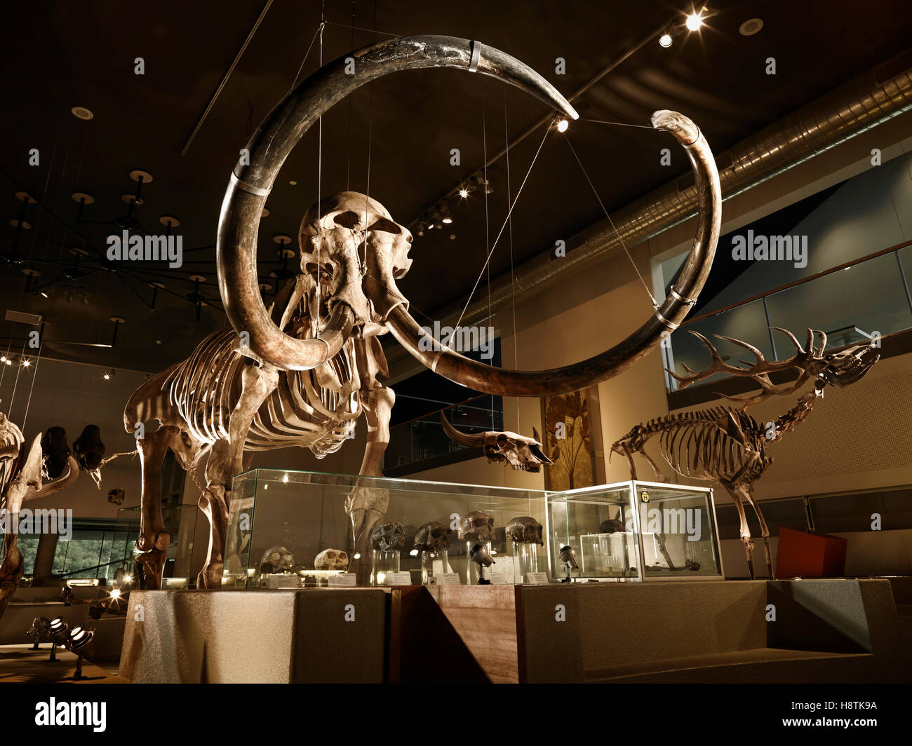 Mammoth skeleton hi-res stock photography and images - Alamy