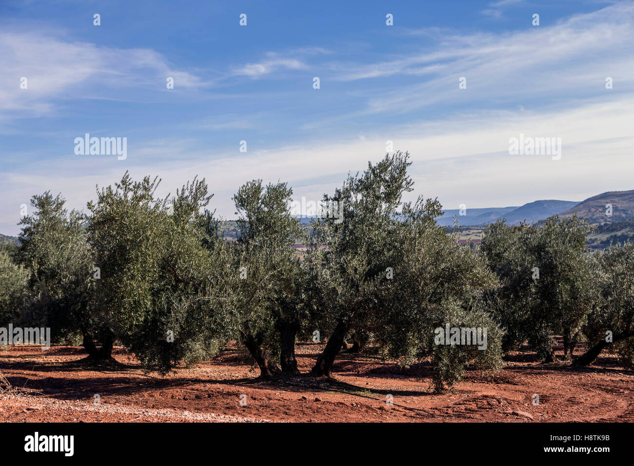 Olive tree from the picual variety near Jaen, Spain Stock Photo - Alamy