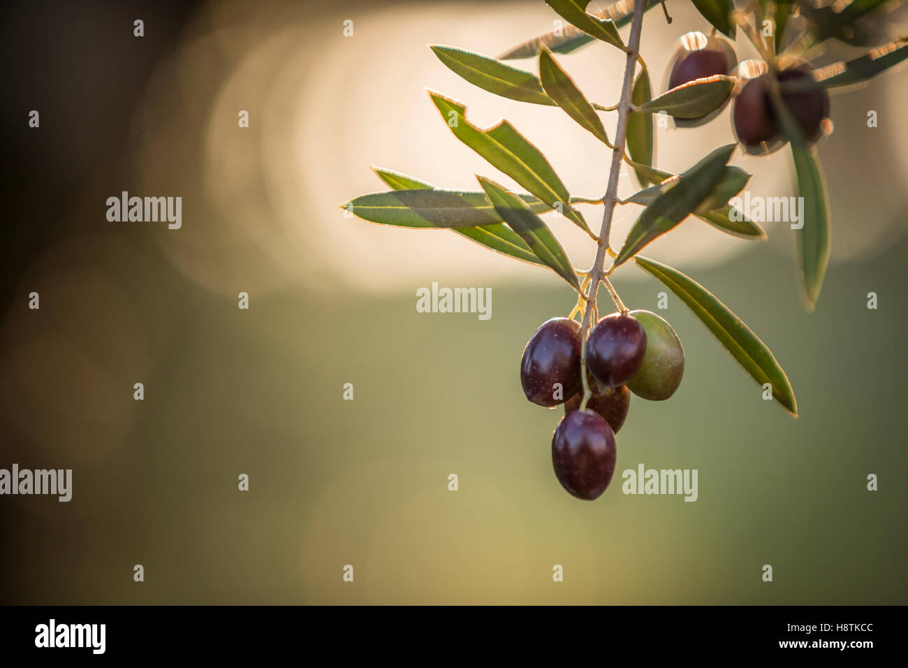 Tree branch sunset hi-res stock photography and images - Alamy
