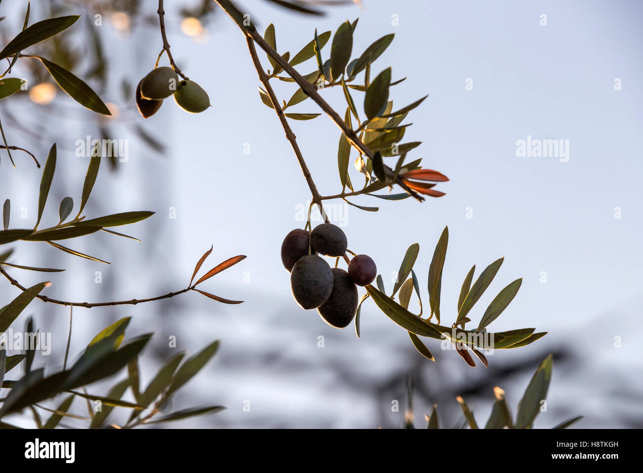 Olive garden restaurant sunset hi-res stock photography and images - Alamy