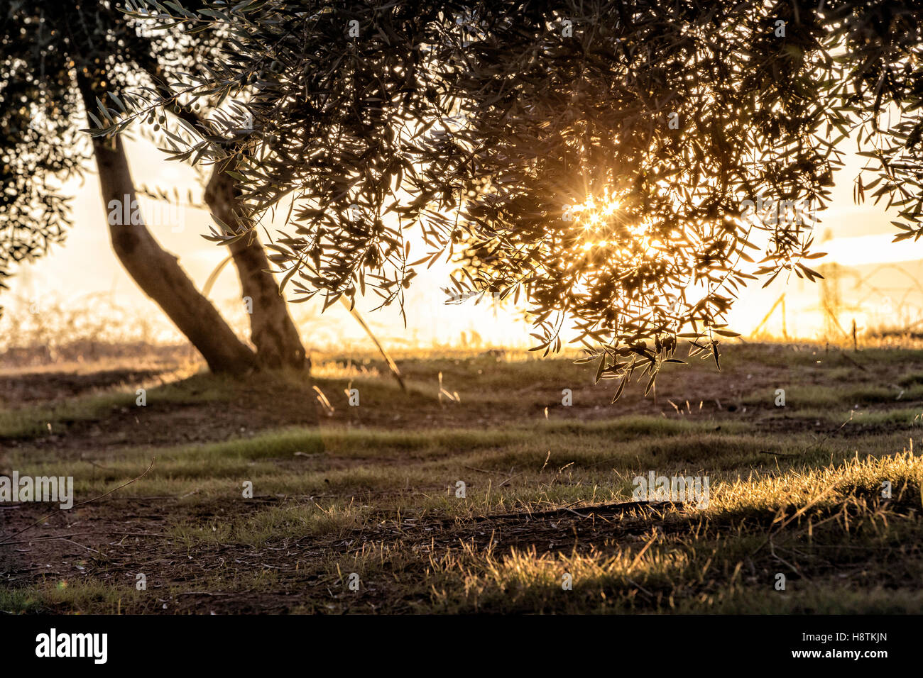 Beautiful olive tree hi-res stock photography and images - Alamy
