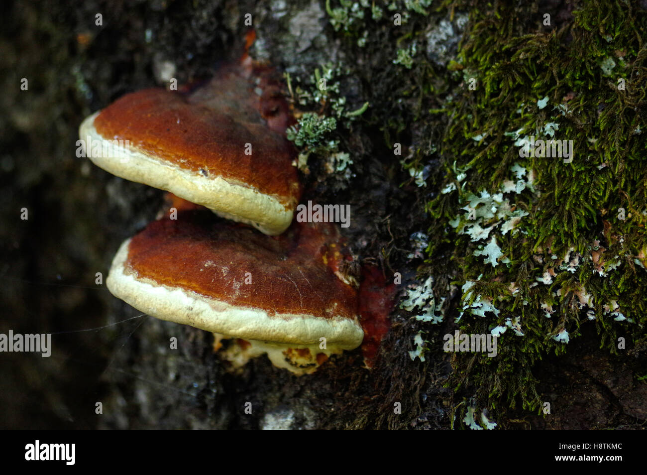 a large fungus growing on the side of a old tree Stock Photo - Alamy