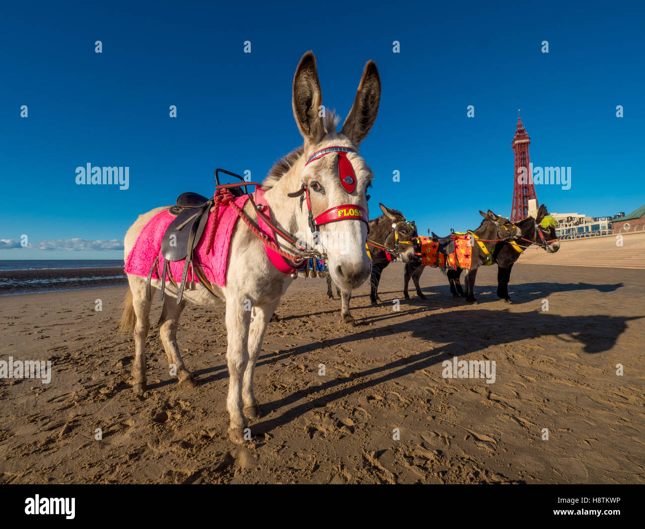 Donkeys on beach with Blackpool Tower in distance, Blackpool ...