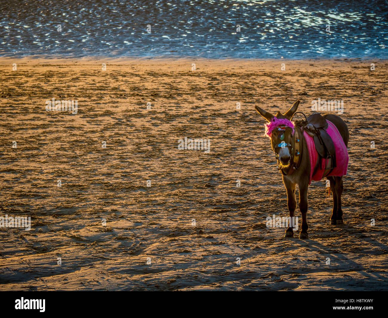 Donkey on beach hi-res stock photography and images - Alamy