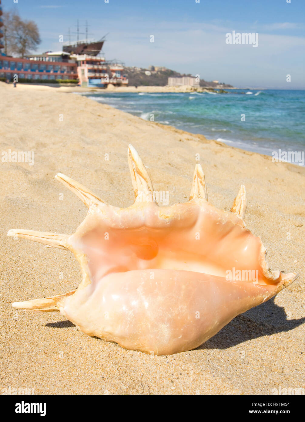 Big shell and sailing ship Stock Photo - Alamy