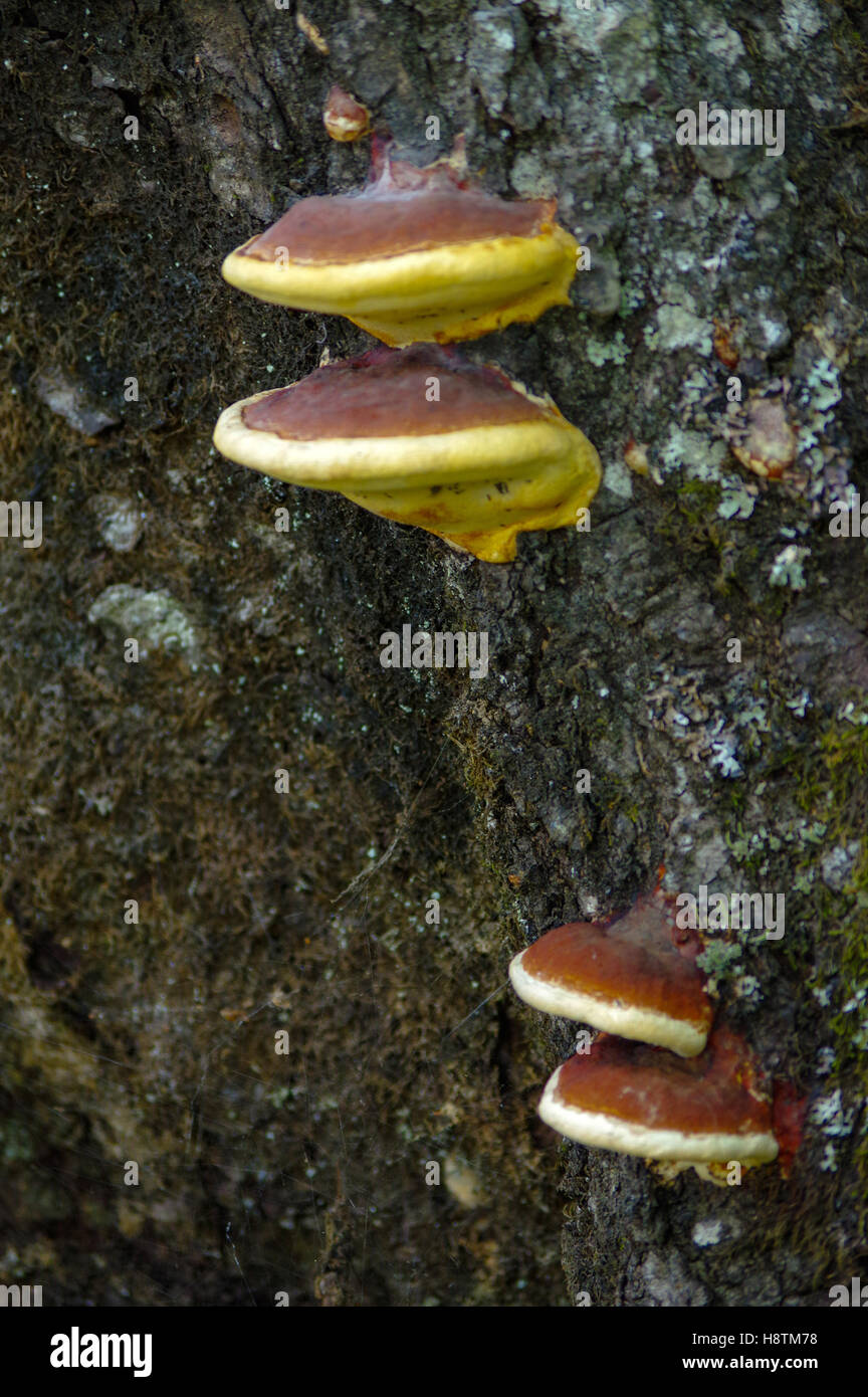 a large fungus growing on the side of a old tree Stock Photo - Alamy