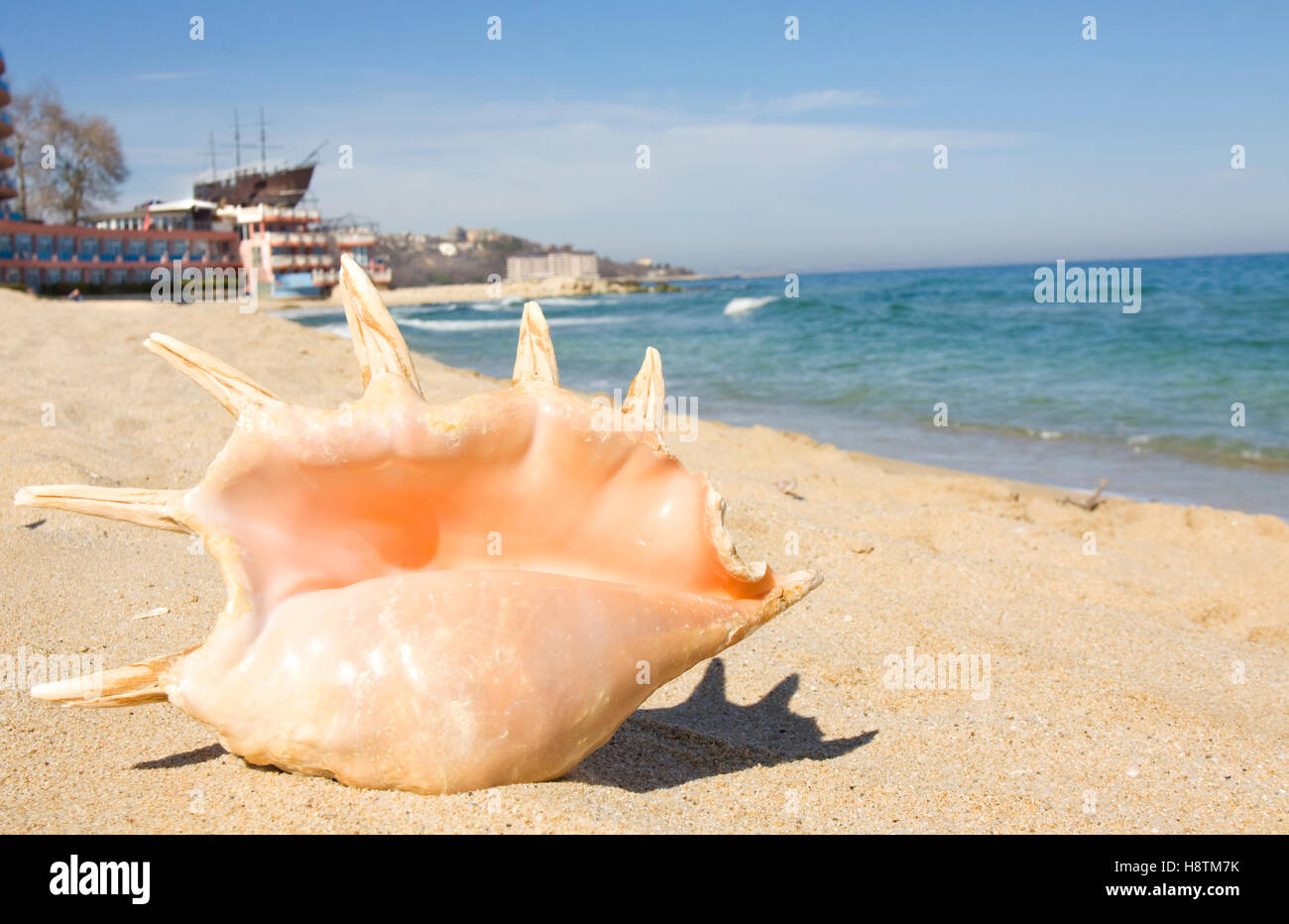 Big shell on beach Stock Photo - Alamy