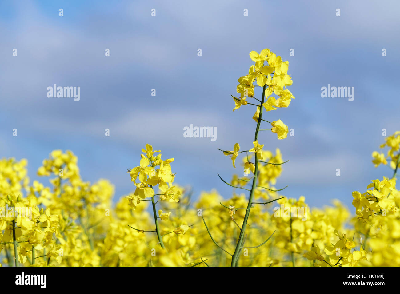 Flowering Oil Seed Rape crop in summer. Scottish Borders, Scotland, UK ...