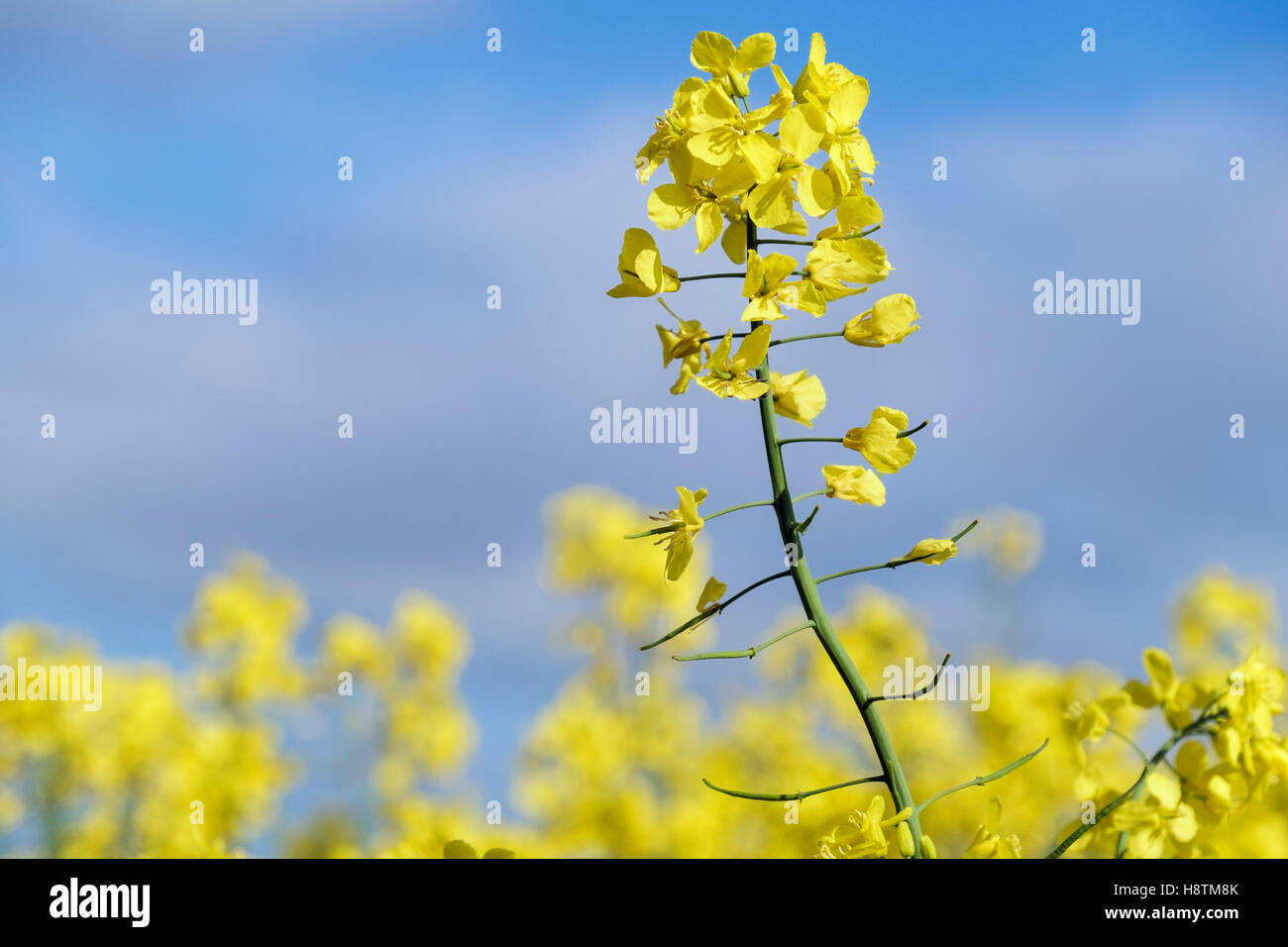 Yellow flowers of Oil Seed Rape crop in a field flowering in summer ...