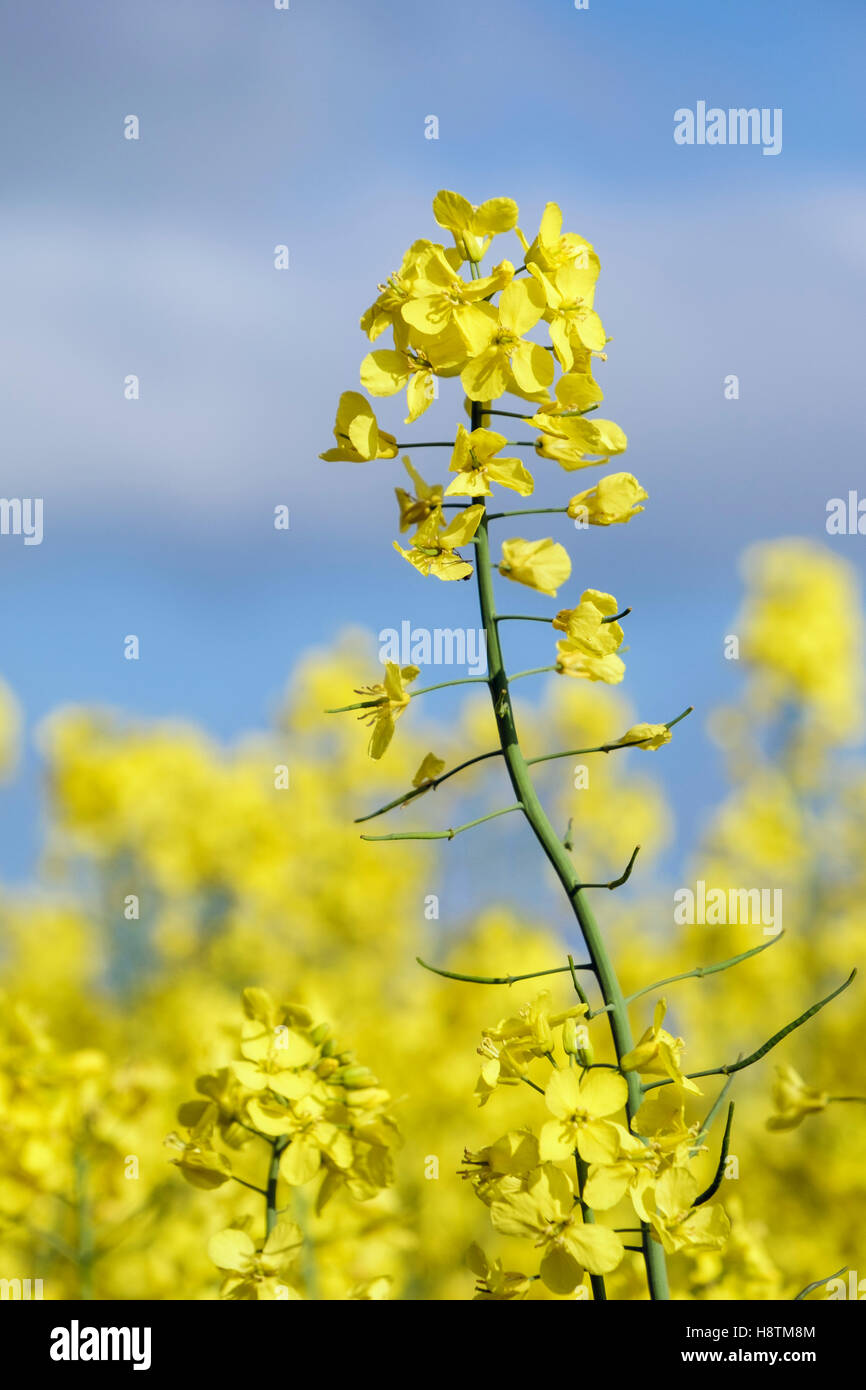 Yellow flowers of Oil Seed Rape crop in a field flowering in summer ...