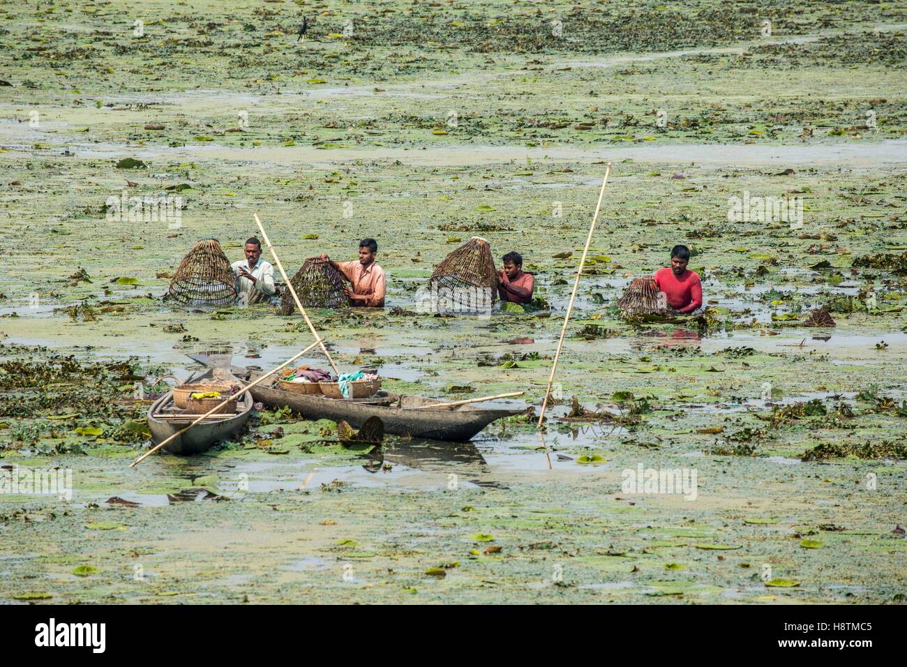 India, Assam, Guwabati district, Deepor Beel Wildlife sancturay ...