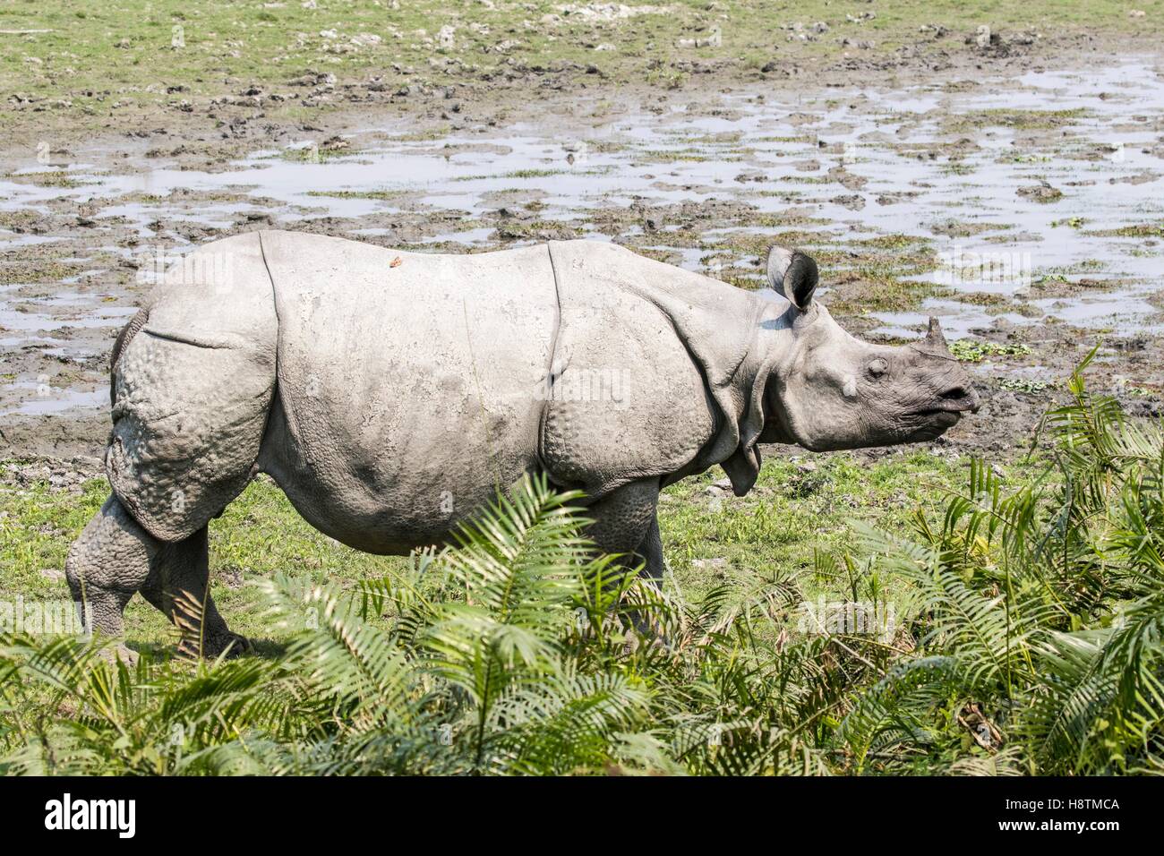 India, Assam, Kaziranga national park, Unesco World Heritage, indian ...