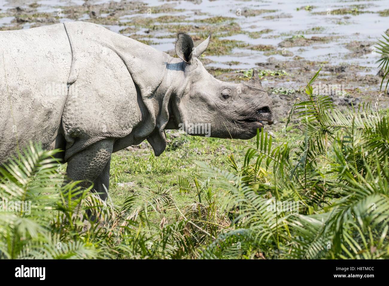 India, Assam, Kaziranga national park, Unesco World Heritage, indian ...