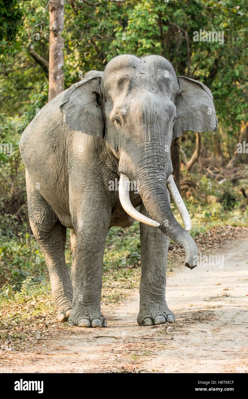 India Assam Kaziranga National Park Unesco World Heritage Asian Elephant Elephas Maximus