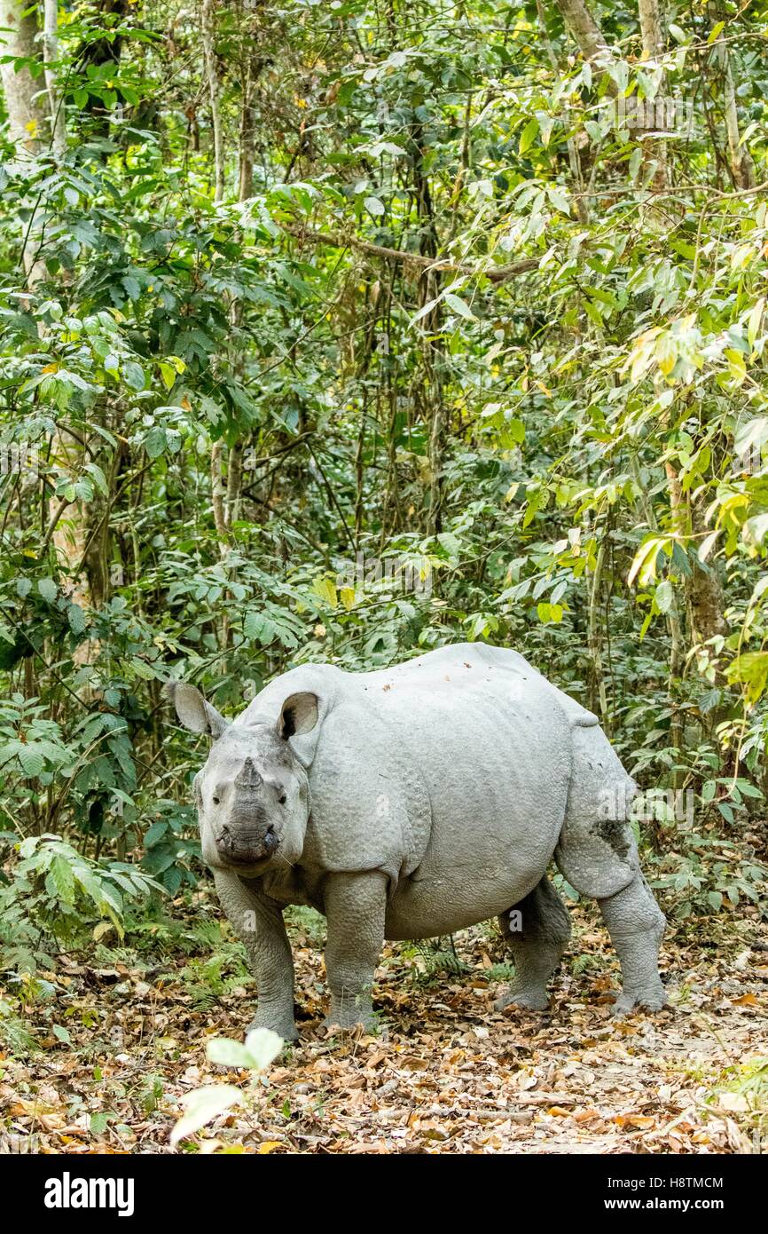 India, Assam, Kaziranga national park, Unesco World Heritage, indian ...