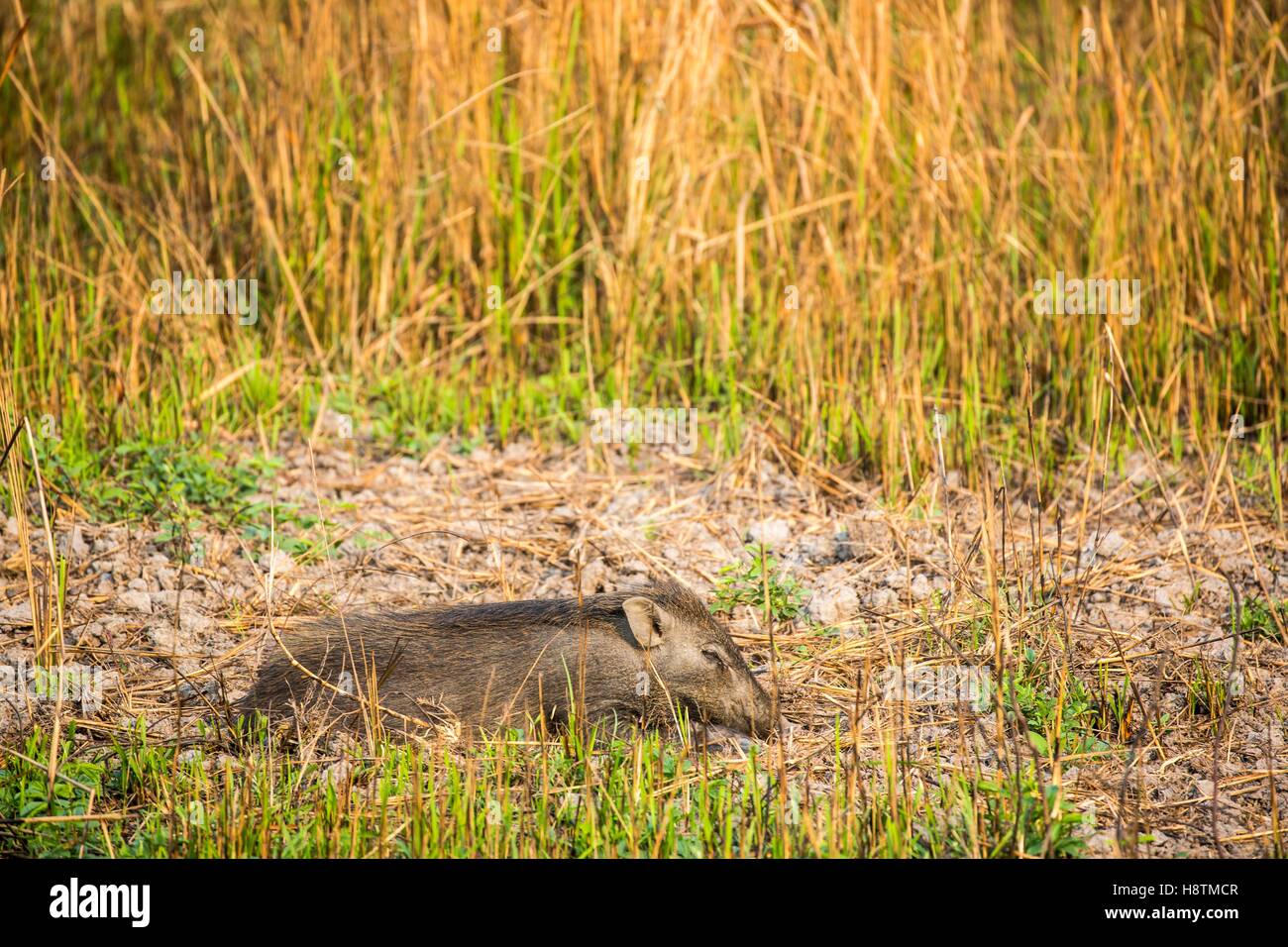 India, Assam, Kaziranga national park, Unesco World Heritage,wild boar ...