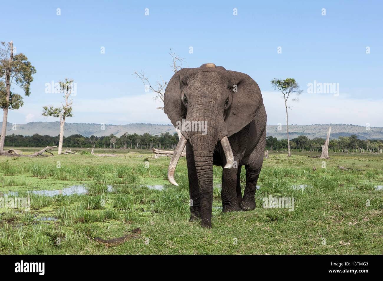 Musiara marsh hi-res stock photography and images - Alamy