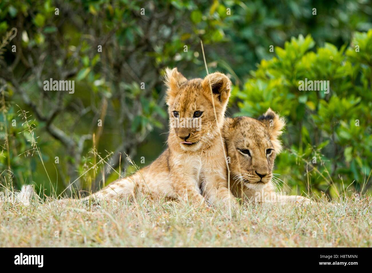 One Year Old Lion Cub High Resolution Stock Photography and Images - Alamy