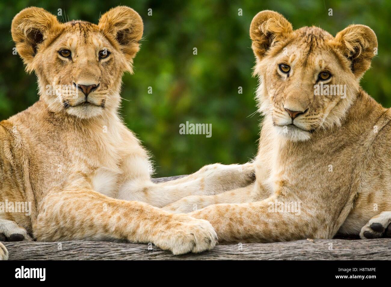 One year old lion cub hi-res stock photography and images - Alamy