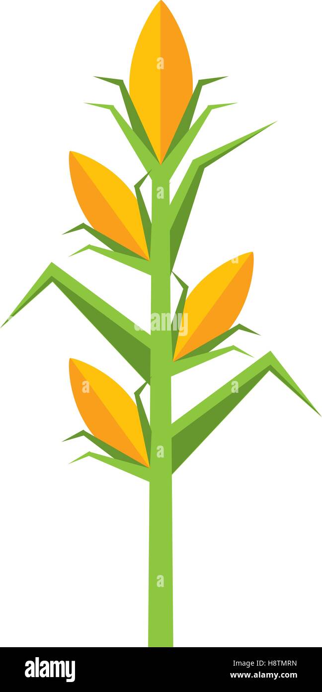 corn plant isolated icon vector illustration design Stock Vector Image ...