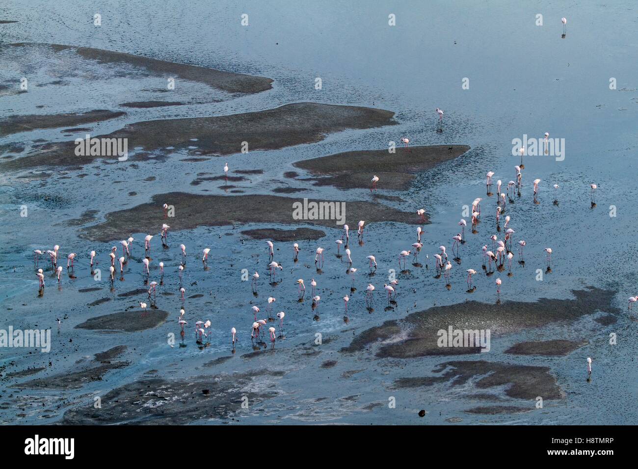 Kenya, Magadi lake, flamant nain, lesser flamingo (Phoeniconaias minor ...