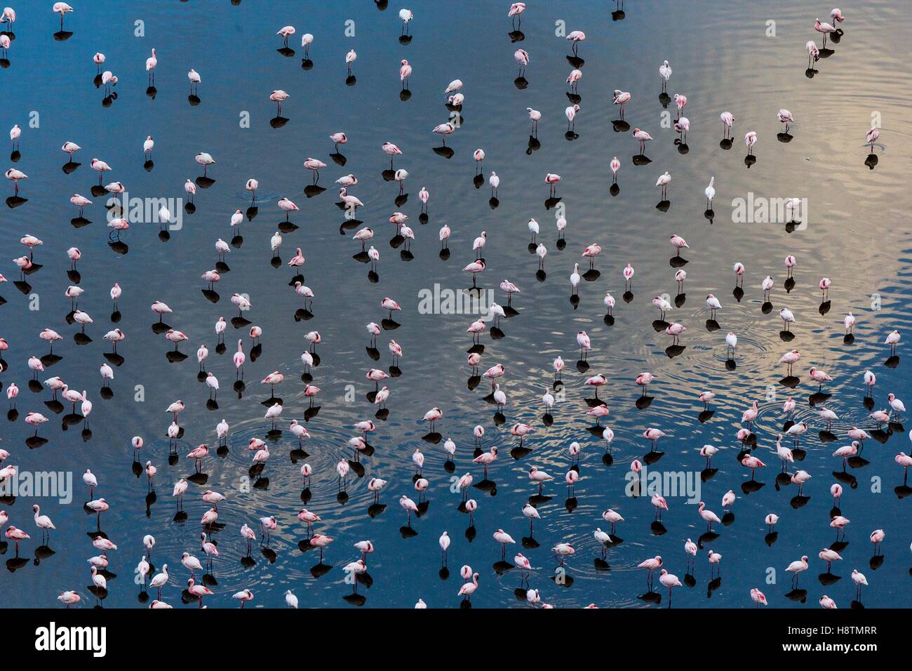 Kenya, Magadi lake, flamant nain, lesser flamingo (Phoeniconaias minor ...
