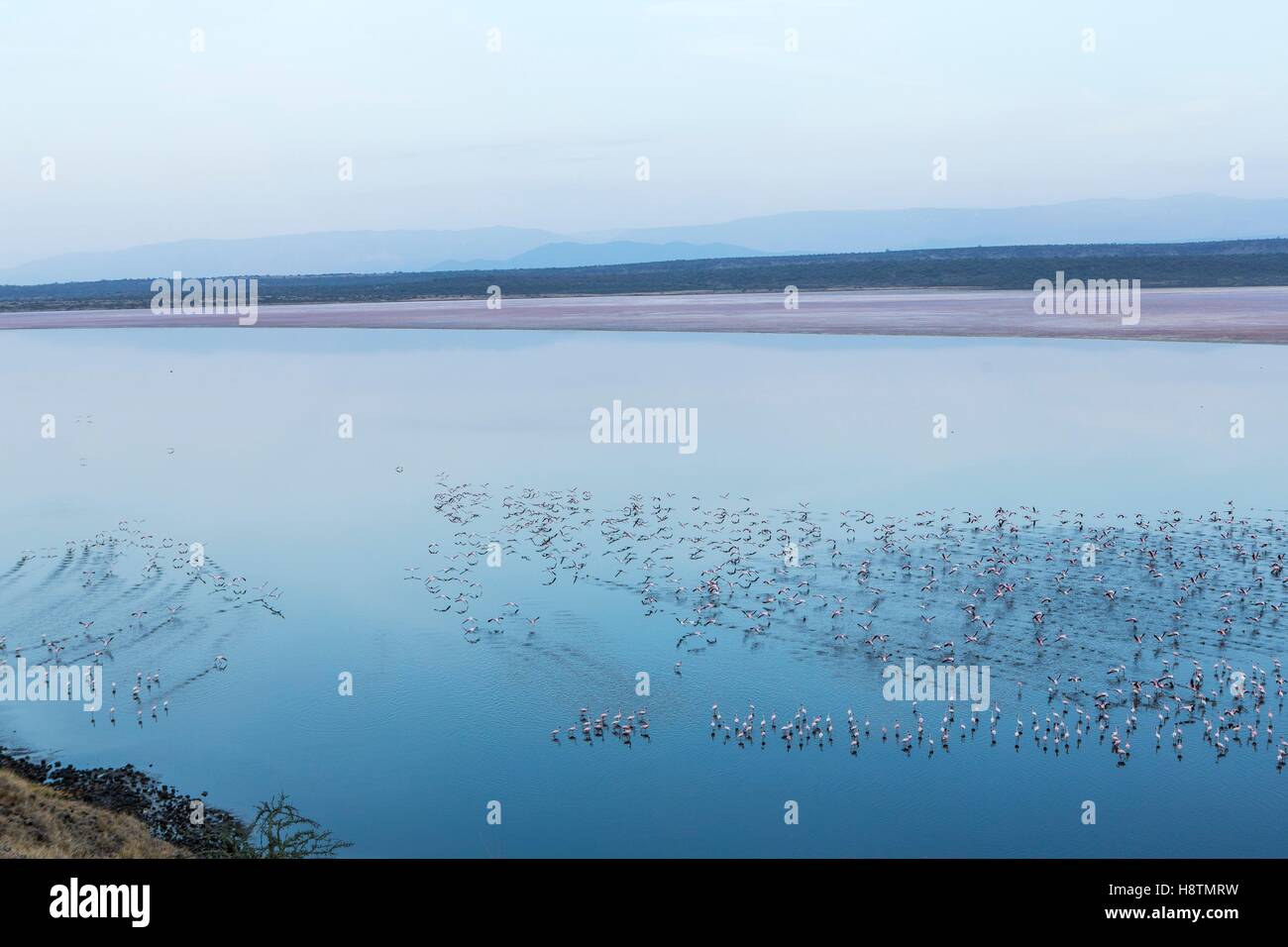 Kenya, Magadi lake, flamant nain, lesser flamingo (Phoeniconaias minor ...