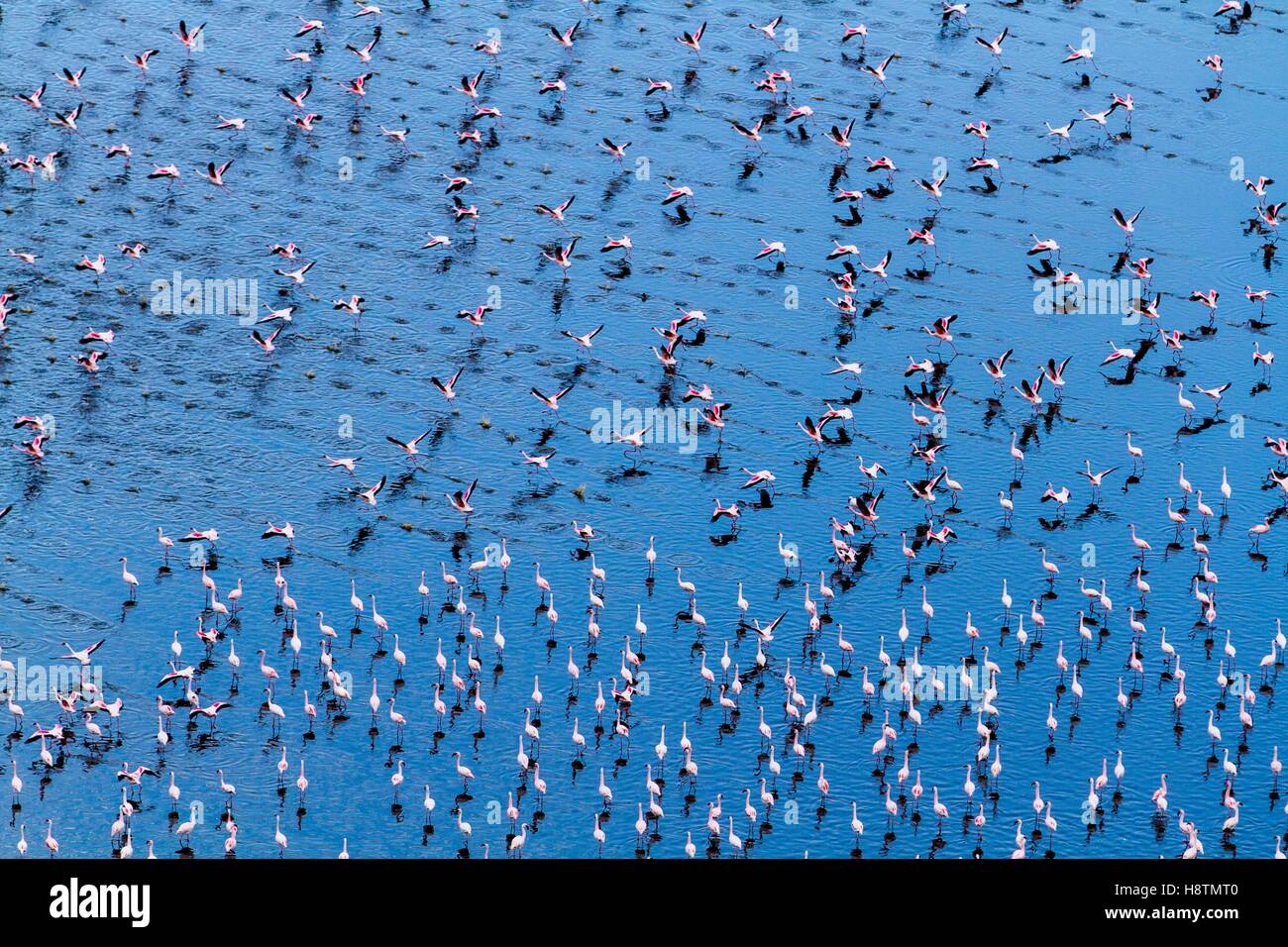 Kenya, Magadi lake, flamant nain, lesser flamingo (Phoeniconaias minor ...