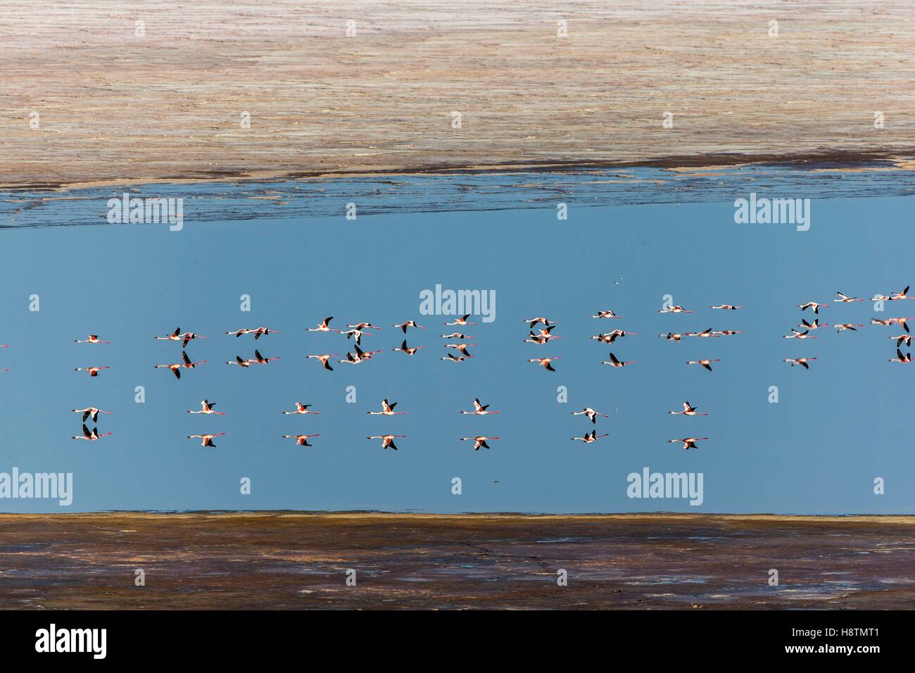 Kenya, Magadi lake, flamant nain, lesser flamingo (Phoeniconaias minor ...