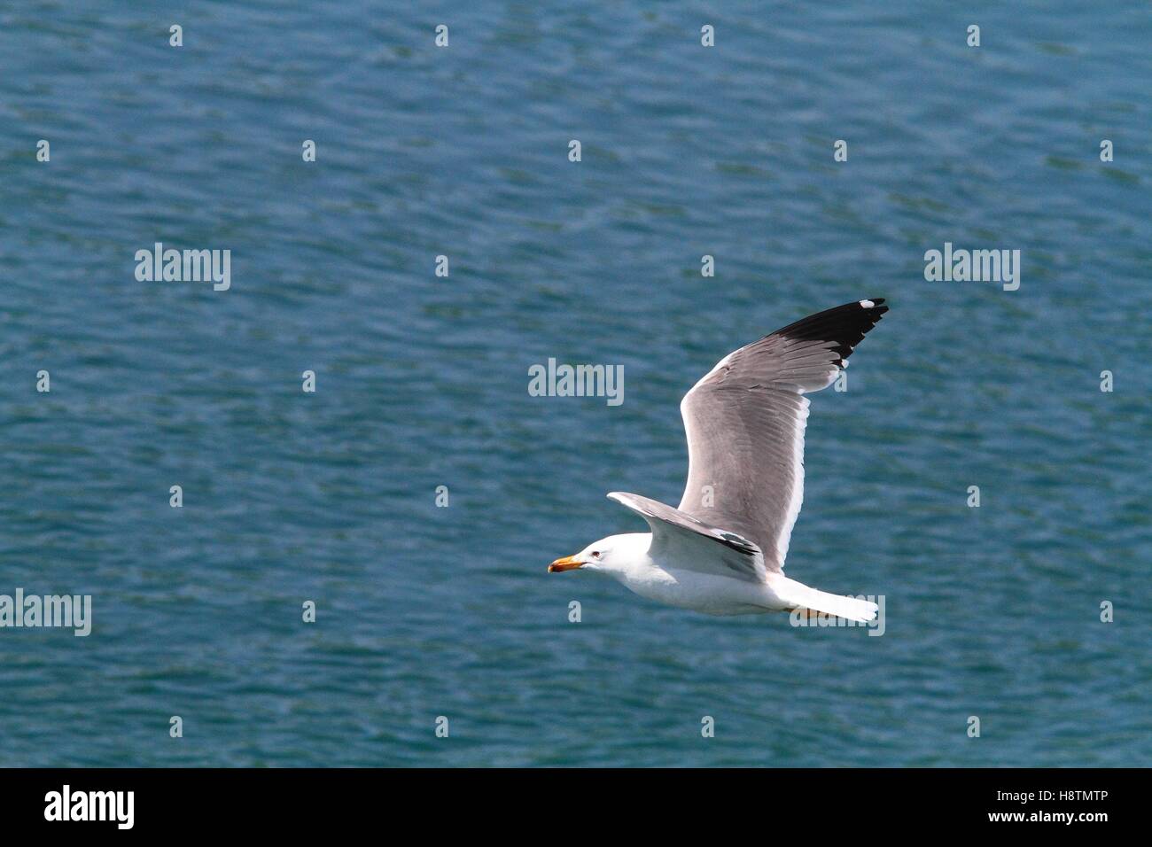 Armenian gull (Larus armenicus) in flight. Sevan lake, Armenia Stock ...