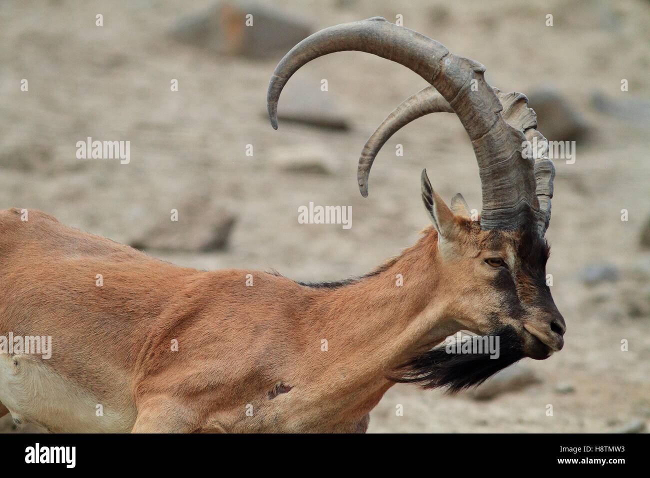 Wild goat (Capra aegagrus), male Stock Photo - Alamy