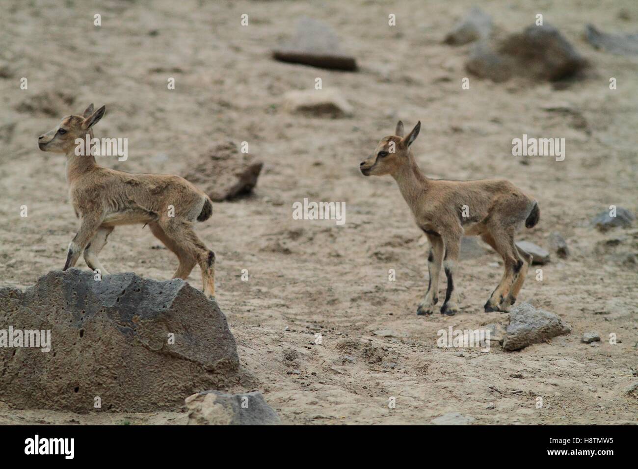 Wild goat (Capra aegagrus), young Stock Photo - Alamy