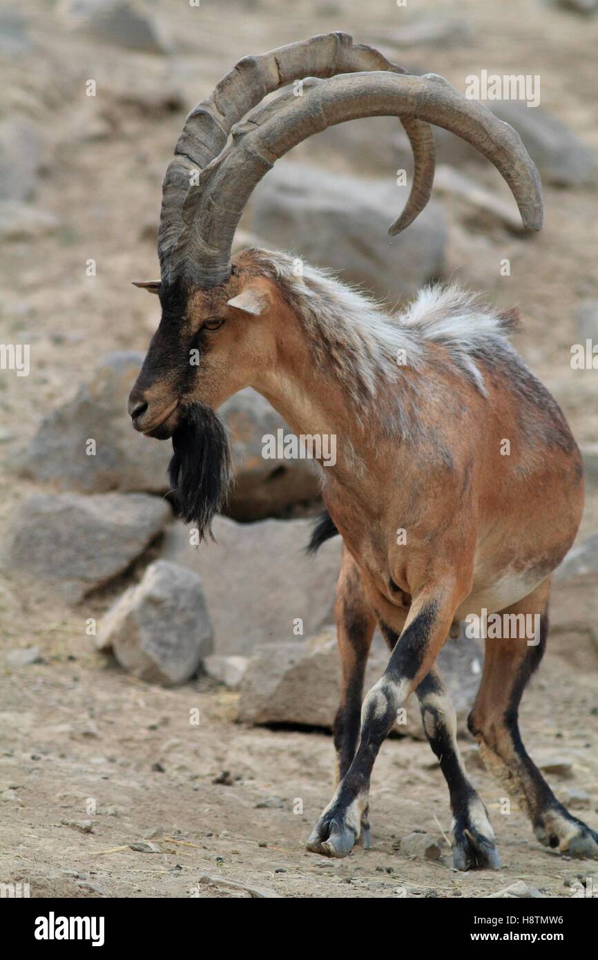 Wild goat (Capra aegagrus), male Stock Photo - Alamy