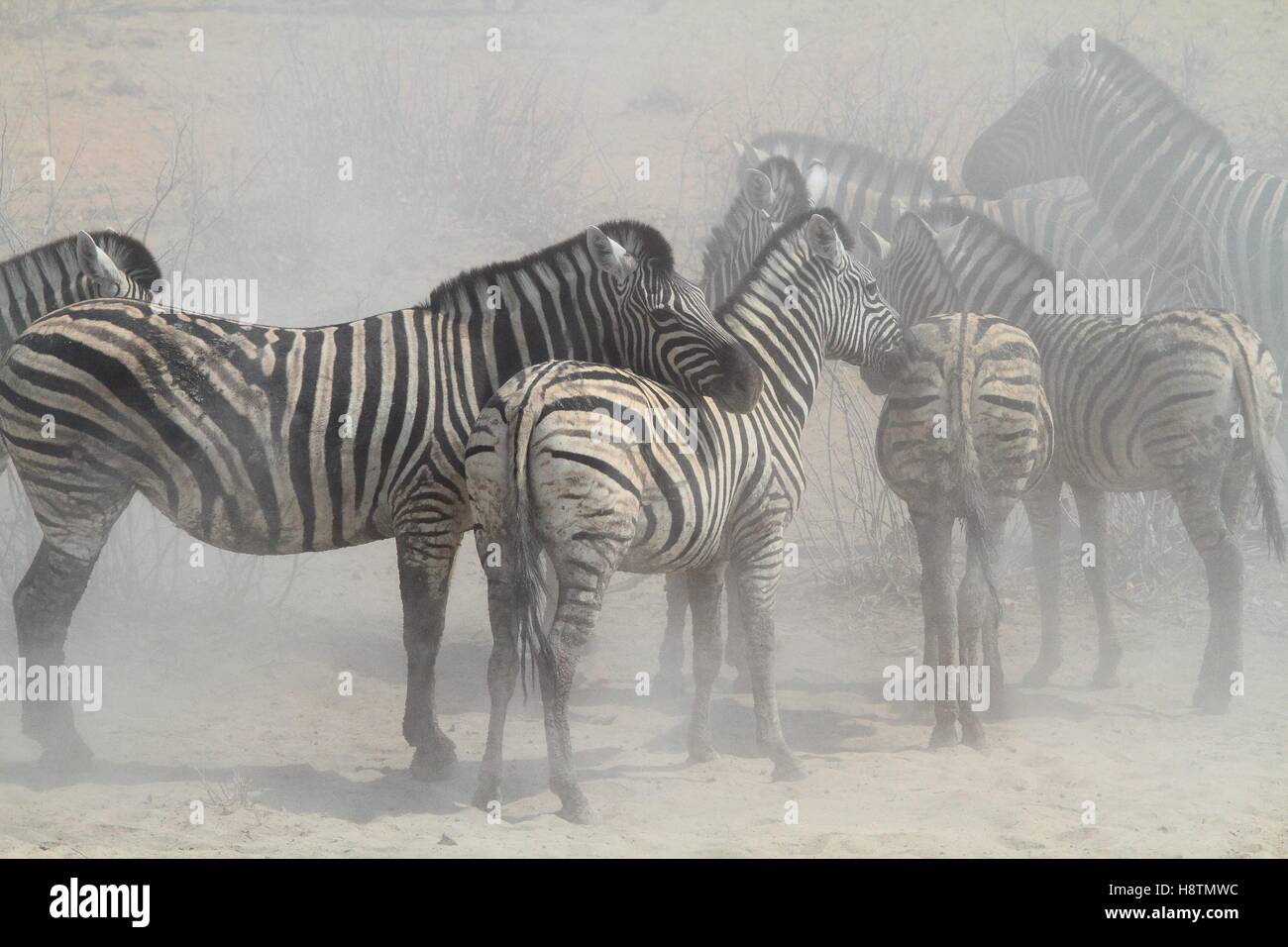 Burchell's zebra (Equus burchellii) in dust. Namibia Stock Photo - Alamy