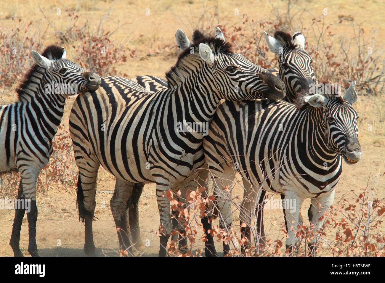 Burchell's zebra (Equus burchellii). Namibia Stock Photo - Alamy