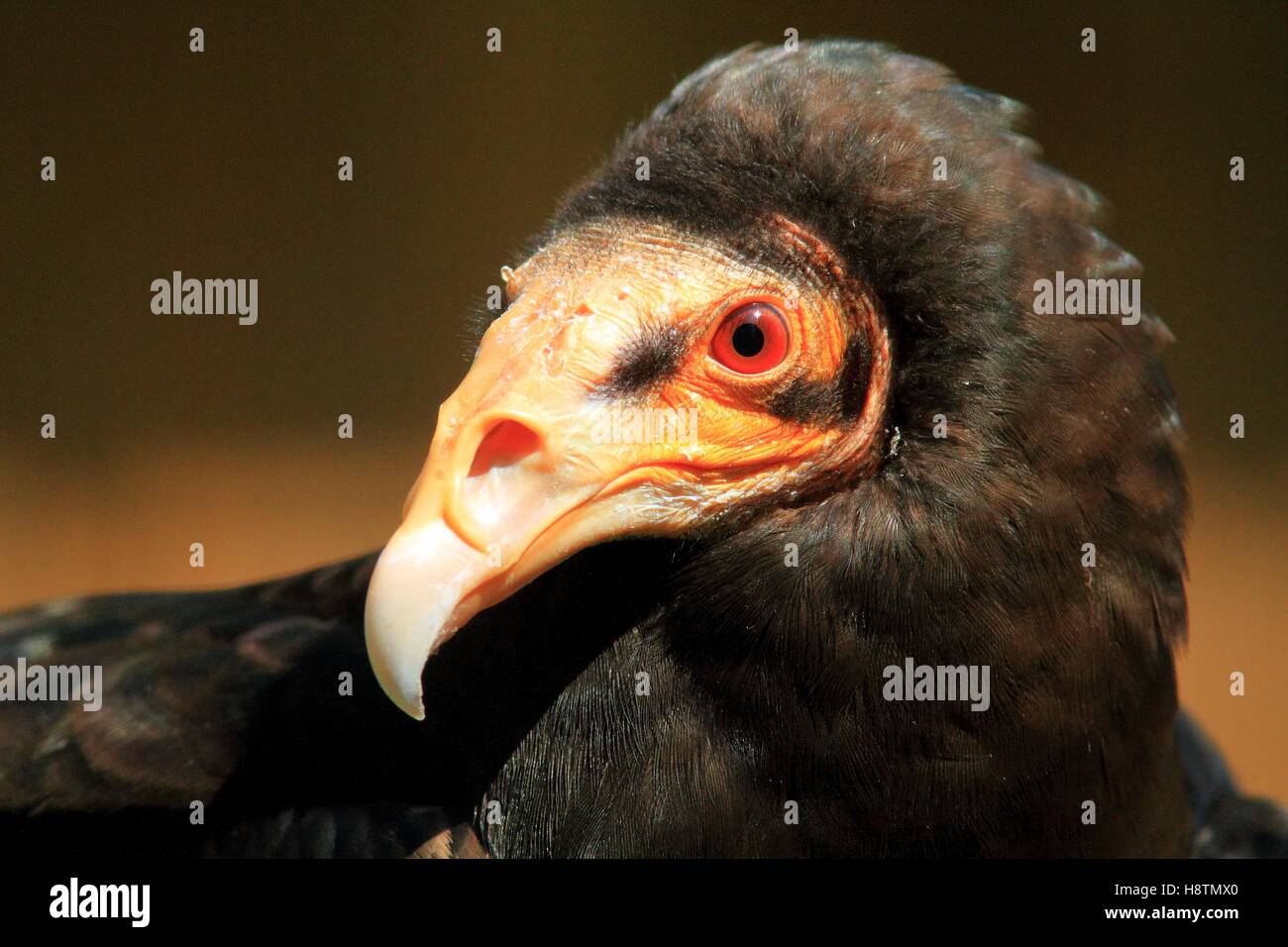 Portrait of Lesser yellow-headed vulture (Cathartes burrovianus Stock ...