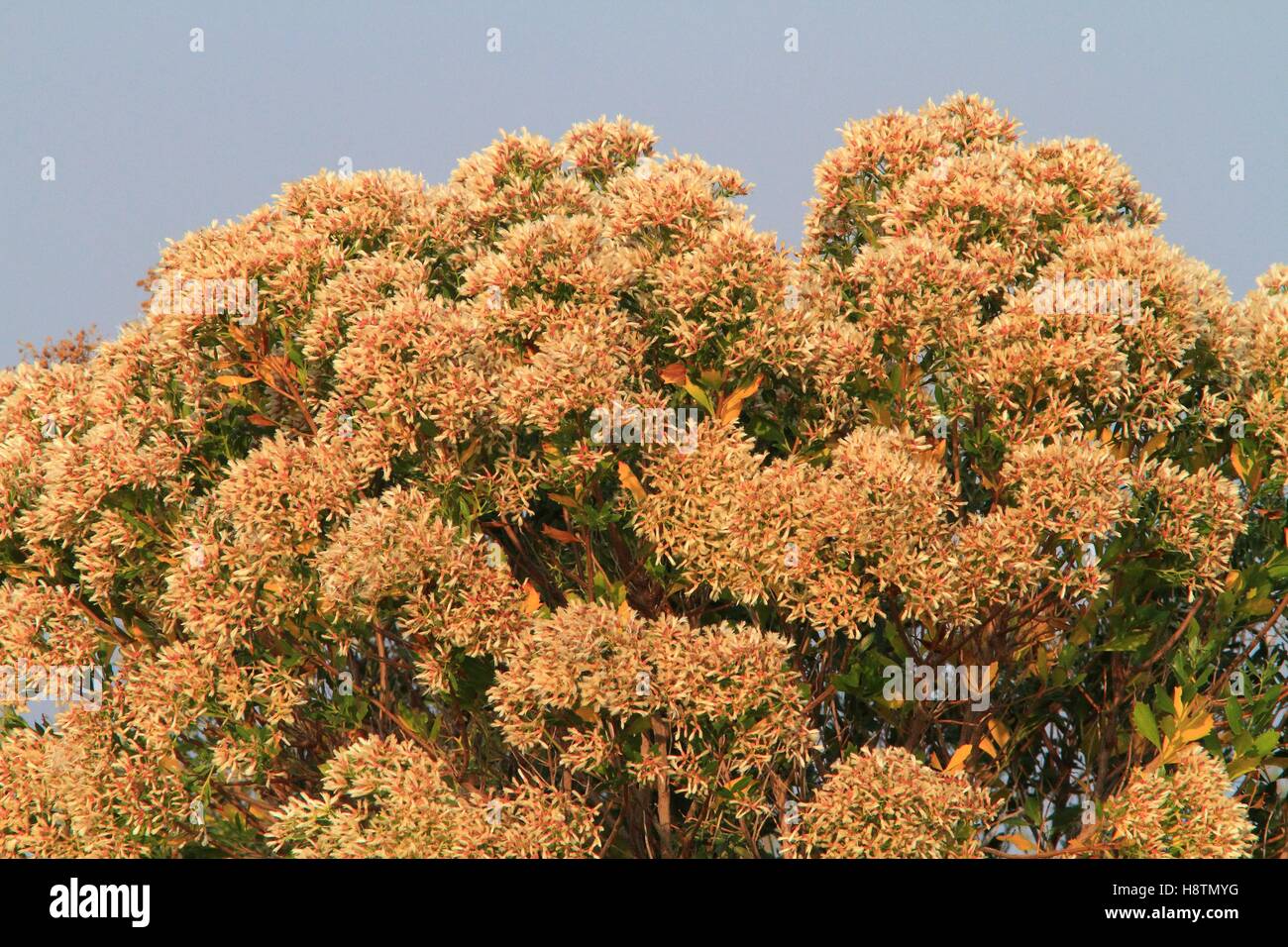 Eastern baccharis (Baccharis halimifolia) flowers Stock Photo - Alamy