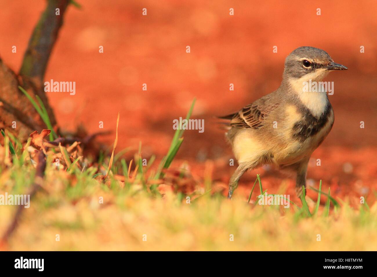 Cape Wagtail (Motacilla capensis Stock Photo - Alamy