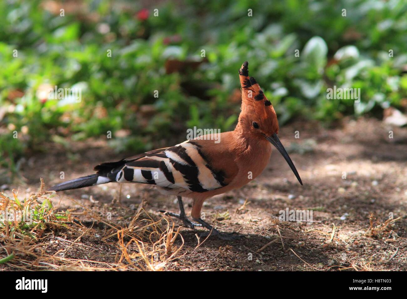 African Hoopoe (Upupa africana) on ground. Ethiopia Stock Photo - Alamy