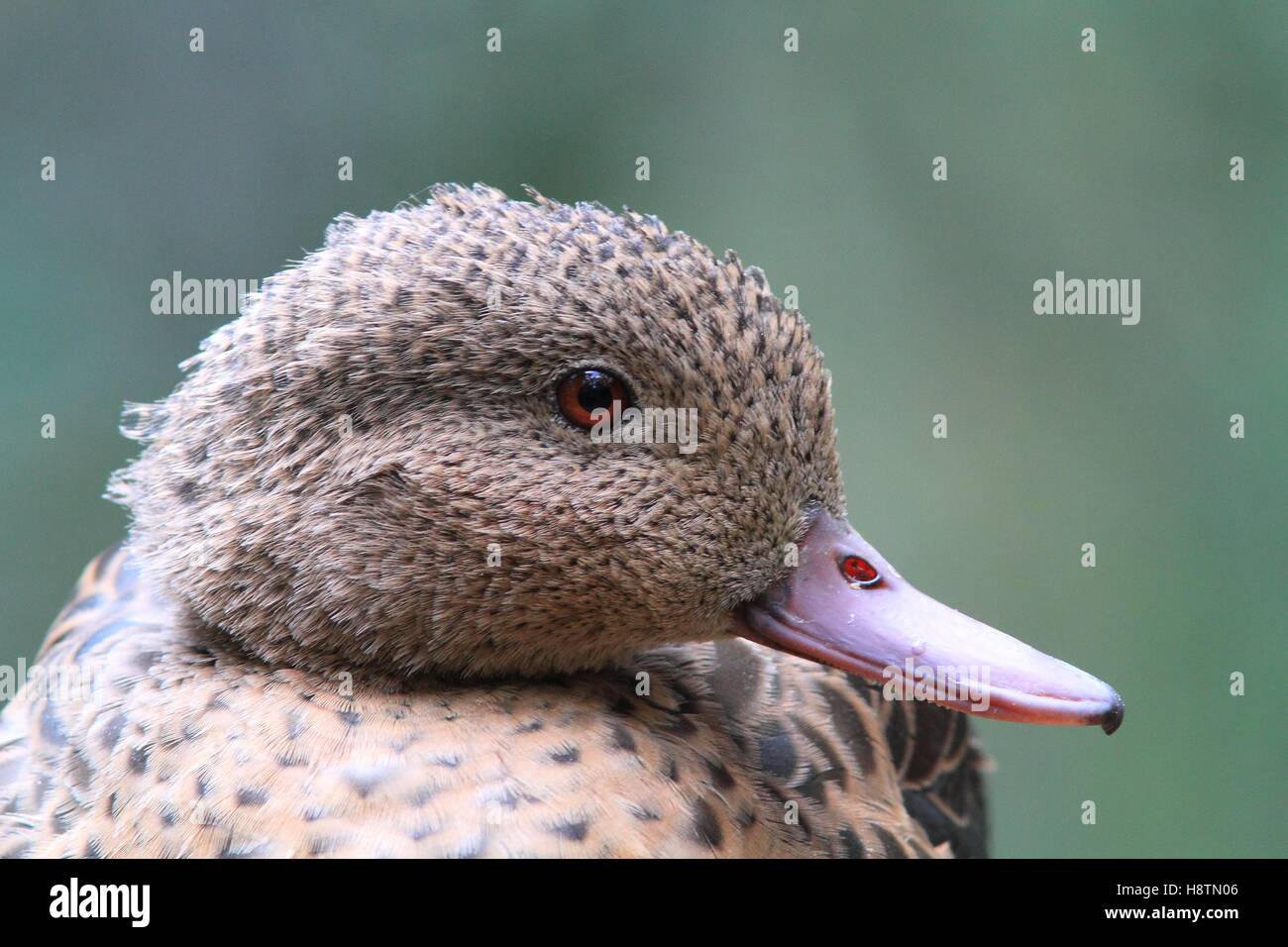 Portrait of Bernier's Teal (Anas bernieri Stock Photo - Alamy