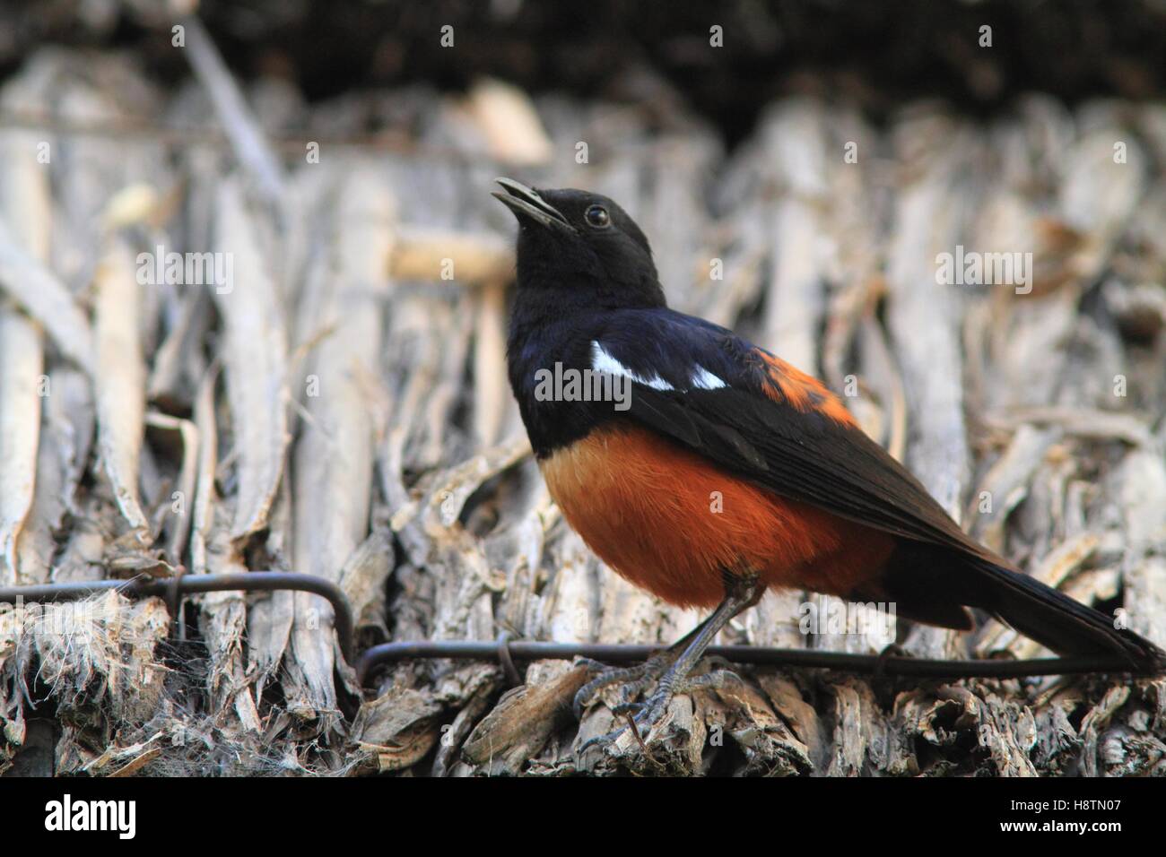 Mocking cliff chat (Thamnolaea cinnamomeiventris). Ethiopia Stock Photo ...