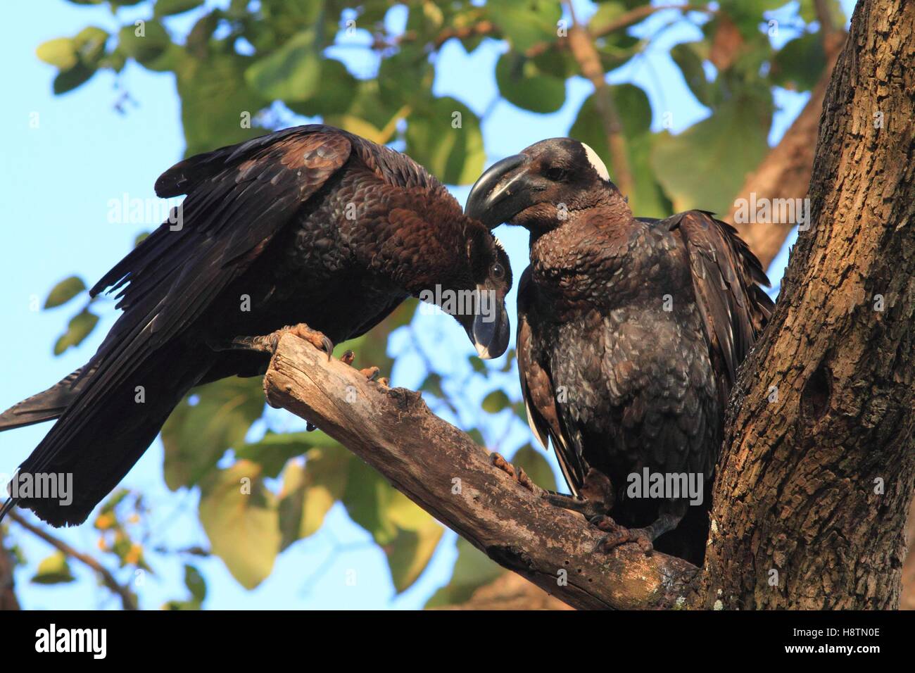 Thick-billed Raven (Corvus crassirostris) courtship behaviour. Ethiopia ...