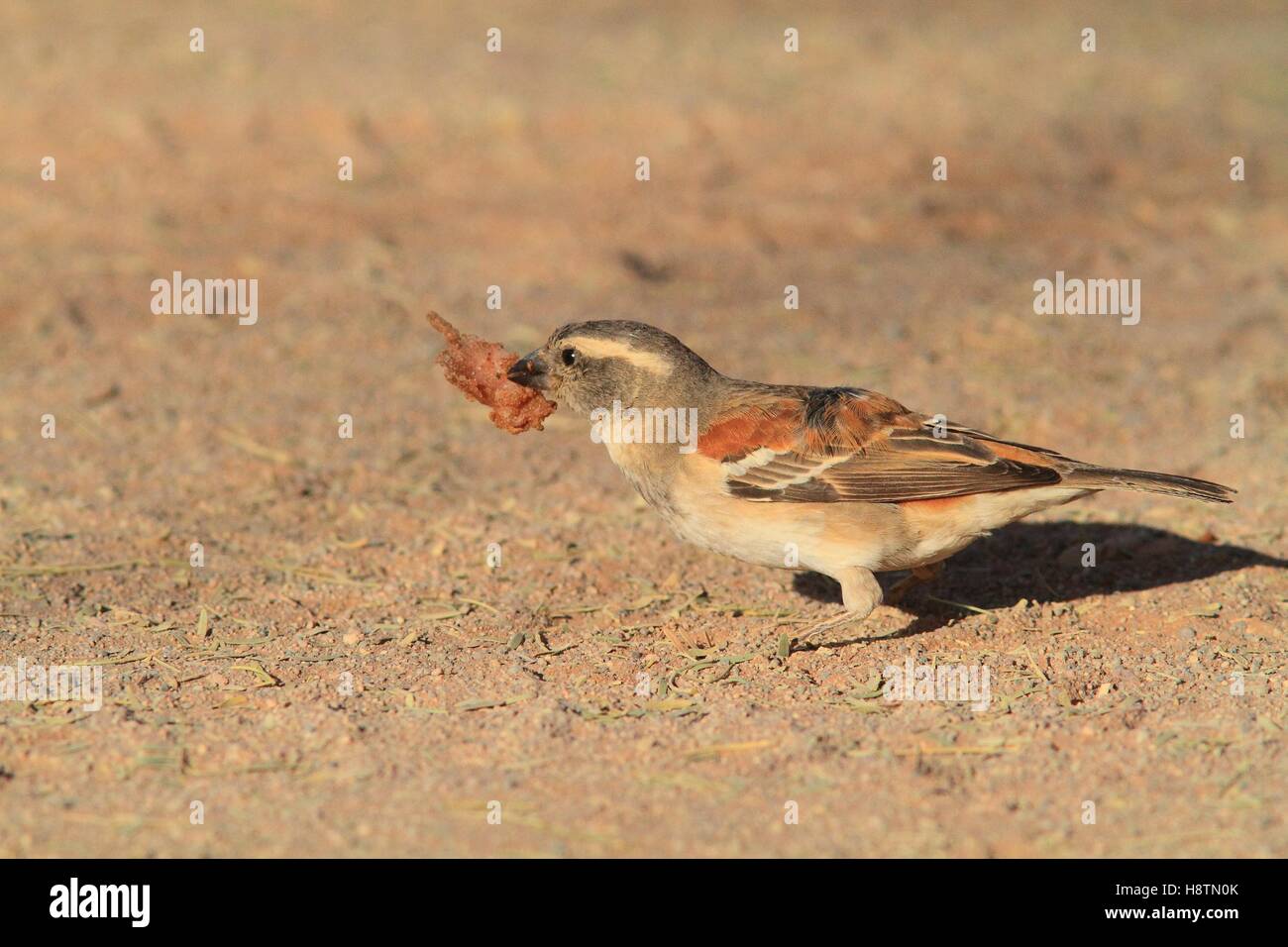 Cape Sparrow (Passer melanurus), female Stock Photo - Alamy
