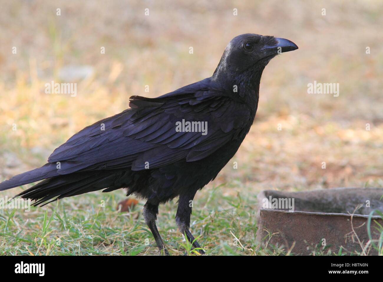 Fan-tailed Raven (Corvus rhipidurus). Ethiopia Stock Photo - Alamy