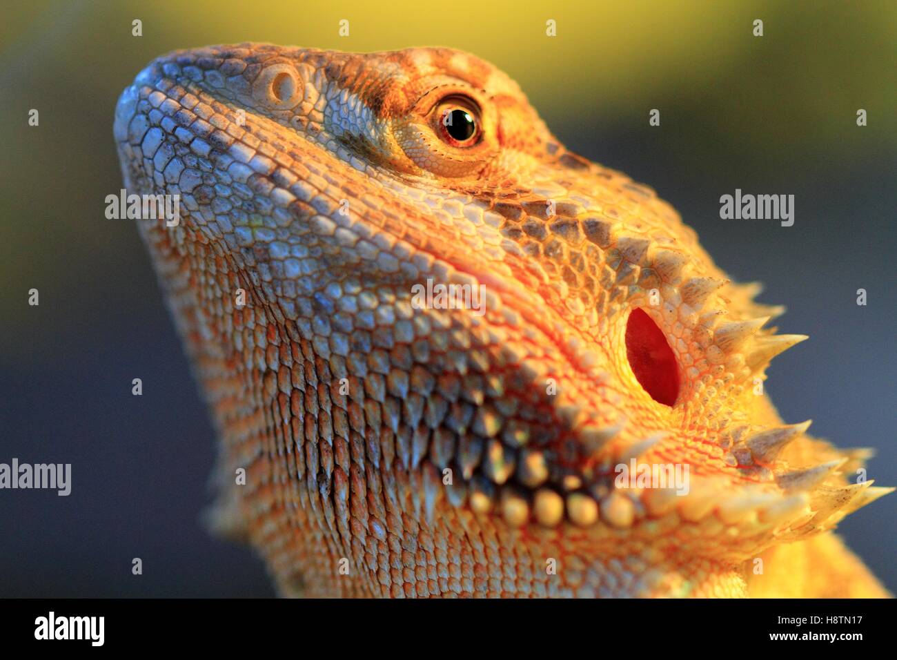 Portrait of Central Bearded Dragon (Amphibolurus vitticeps Stock Photo ...