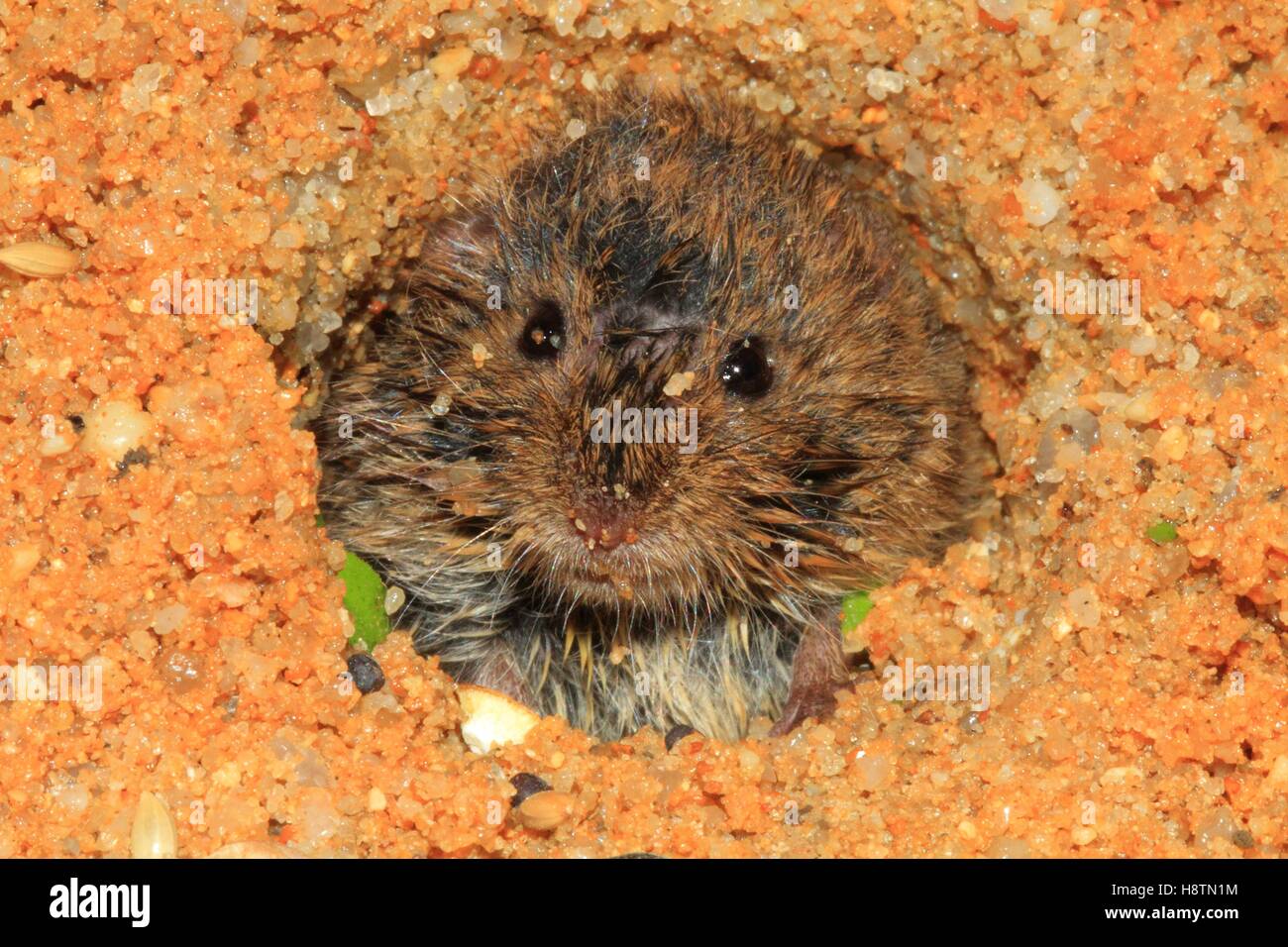 Common vole (Microtus arvalis), young Stock Photo - Alamy